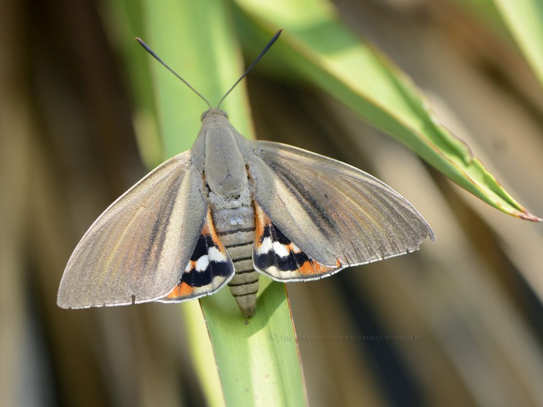 Papillon du palmier : comment lutter contre cet insecte tueur de palmiers