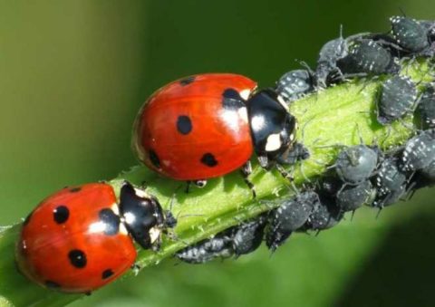 Insecte jardin lutte biologique : nos conseils pour s'en débarrasser